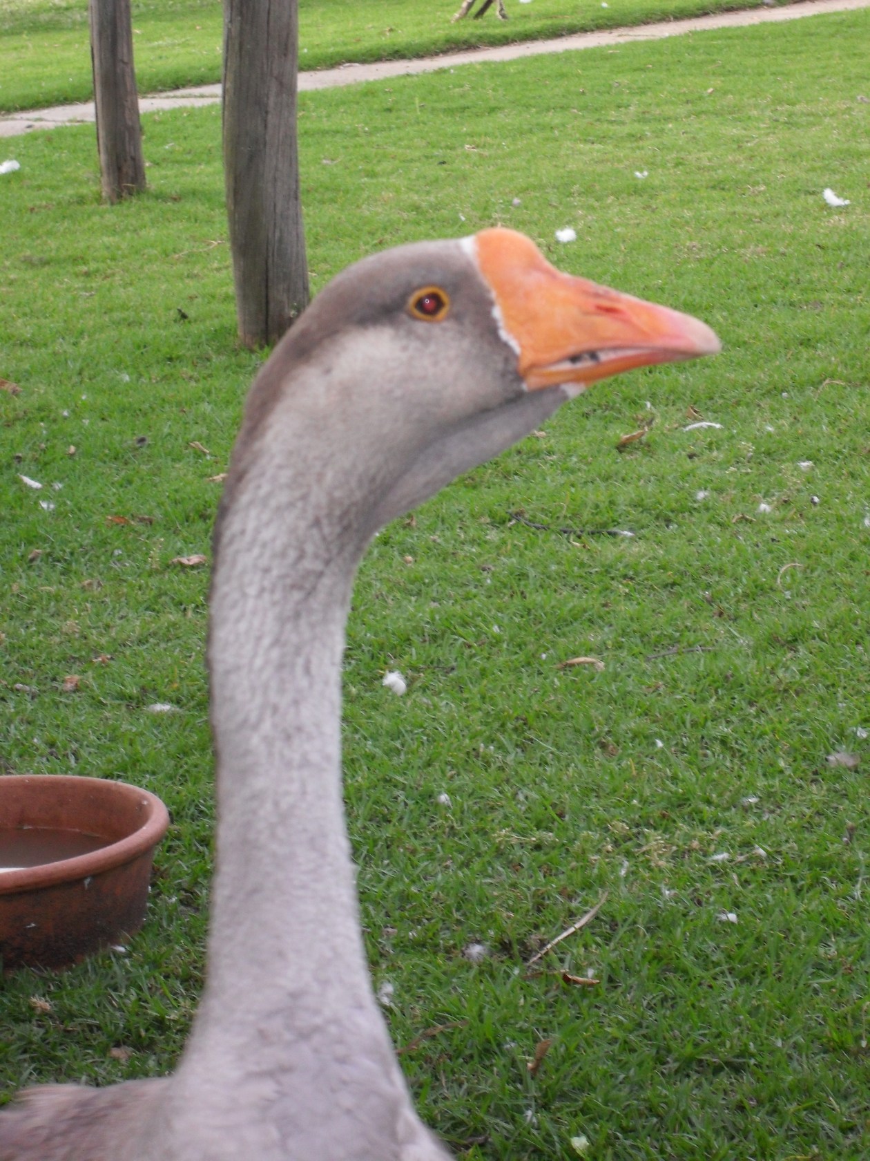 Goose | jmgoyder